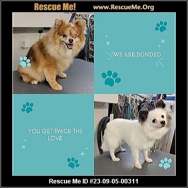 - Virginia Pomeranian Rescue - ADOPTIONS - Rescue Me!