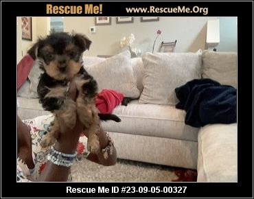 - Georgia Yorkie Rescue - ADOPTIONS - Rescue Me!