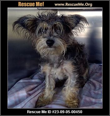 - California Yorkie Rescue - ADOPTIONS - Rescue Me!