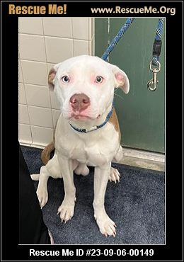 - Texas Pit Bull Rescue - ADOPTIONS - Rescue Me!
