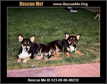 - California Corgi Rescue - ADOPTIONS - Rescue Me!