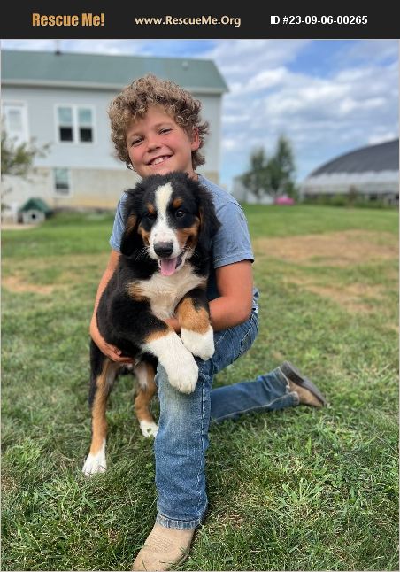 ADOPT 23090600265 ~ Bernese Mountain Dog Rescue ~ Ewing, KY
