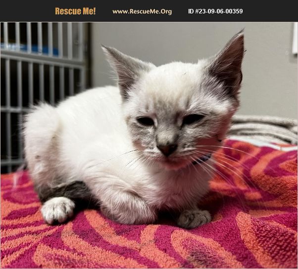 ADOPT 23090600359 ~ Siamese Rescue ~ Glendale, AZ