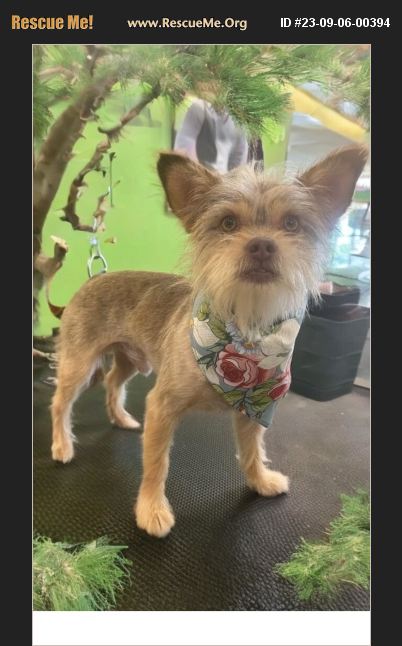 ADOPT 23090600394 ~ Yorkie Rescue ~ Tustin, CA