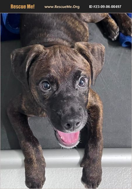 ADOPT 23090600497 ~ Mountain Cur Rescue ~ Whitestown, IN