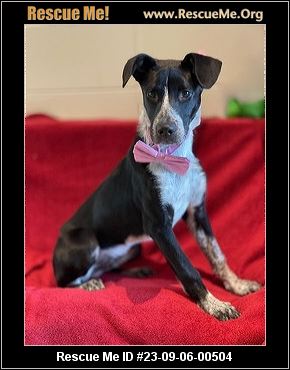 - Georgia Border Collie Rescue - ADOPTIONS - Rescue Me!