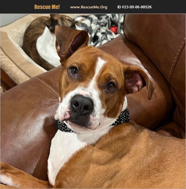 ADOPT 23090600526 ~ Boxer Rescue ~ Houston, TX