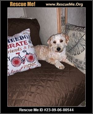 - Indiana Golden Retriever Rescue - ADOPTIONS - Rescue Me!