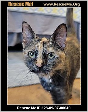 - Virginia Cat Rescue - ADOPTIONS - Rescue Me!