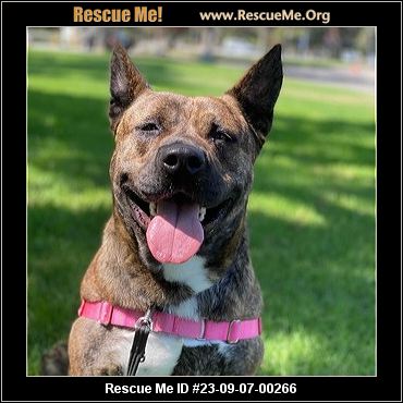 - California Pit Bull Rescue - ADOPTIONS - Rescue Me!