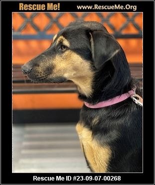 - Canada Dog Rescue - ADOPTIONS - Rescue Me!