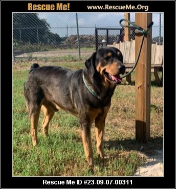 - Texas Rottweiler Rescue - ADOPTIONS - Rescue Me!