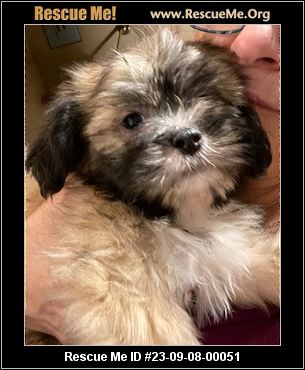 - New York Lhasa Apso Rescue - ADOPTIONS - Rescue Me!