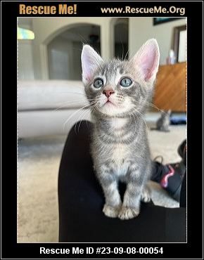 - Florida Cat Rescue - ADOPTIONS - Rescue Me!