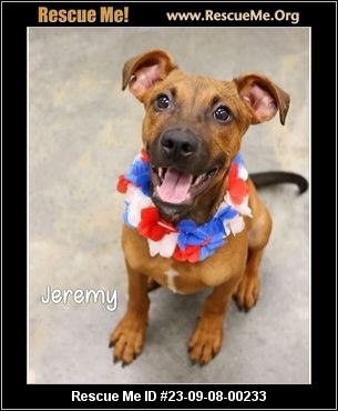 - Florida Black Mouth Cur Rescue - ADOPTIONS - Rescue Me!
