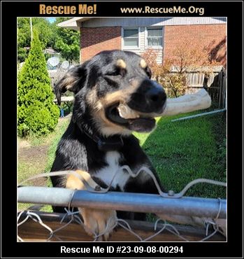 - Minnesota Dog Rescue - ADOPTIONS - Rescue Me!