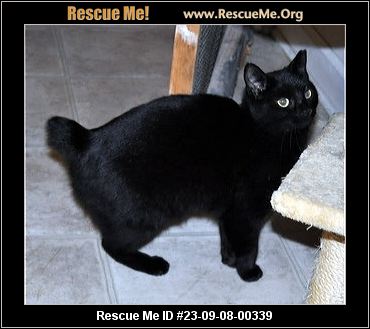 - North Carolina Manx Rescue - ADOPTIONS - Rescue Me!