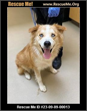 - Georgia Border Collie Rescue - ADOPTIONS - Rescue Me!