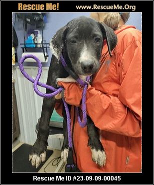 - Ohio Lab Rescue - ADOPTIONS - Rescue Me!