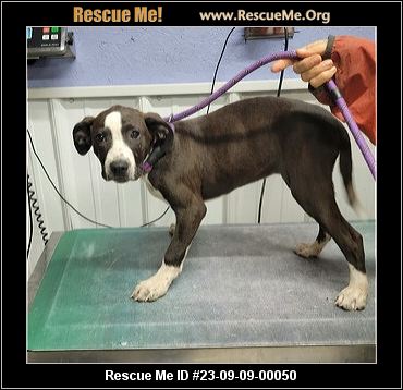 - Ohio Lab Rescue - ADOPTIONS - Rescue Me!