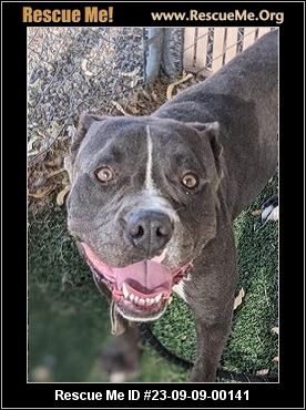 - Arizona Pit Bull Rescue - ADOPTIONS - Rescue Me!