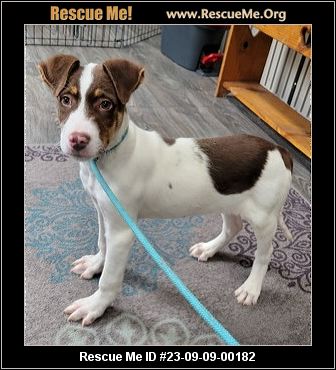 - Delaware Dog Rescue - ADOPTIONS - Rescue Me!