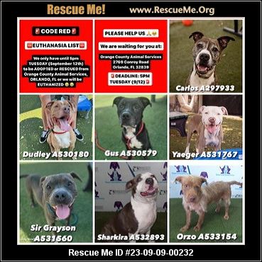 - Florida Pit Bull Rescue - ADOPTIONS - Rescue Me!