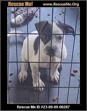 - North Carolina Pit Bull Rescue - ADOPTIONS - Rescue Me!