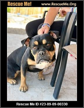 - New Mexico Dog Rescue - ADOPTIONS - Rescue Me!
