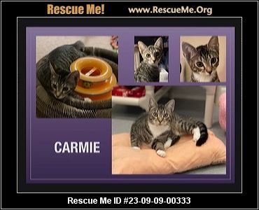 - Massachusetts Cat Rescue - ADOPTIONS - Rescue Me!