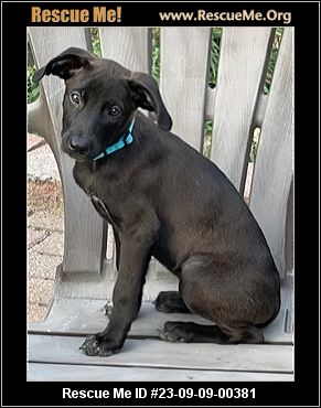 - Minnesota Dog Rescue - ADOPTIONS - Rescue Me!