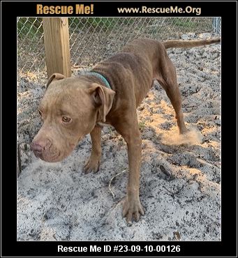 - Texas Pit Bull Rescue - ADOPTIONS - Rescue Me!