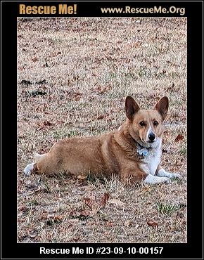 - Oregon Corgi Rescue - ADOPTIONS - Rescue Me!
