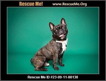 - Paw Patrol Animal Rescue and Sanctuary - Boca Raton, FL - AVAILABLE PETS