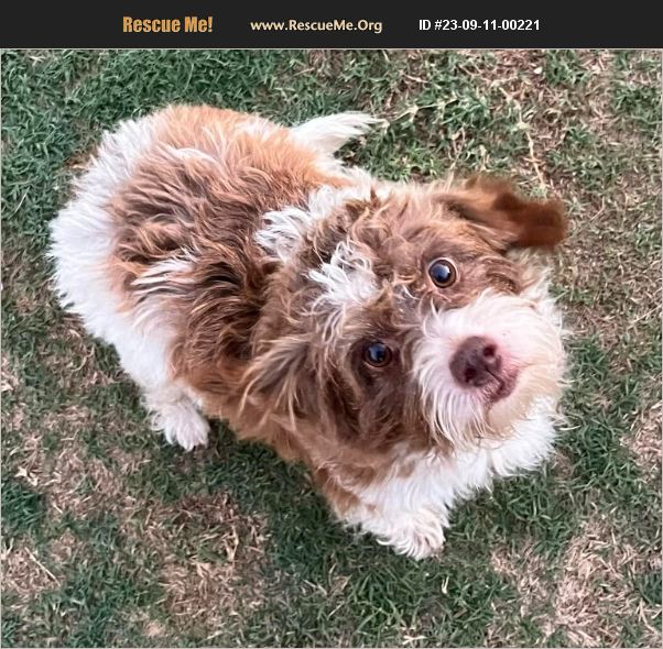 ADOPT 23091100221 ~ Shih Tzu Rescue ~ Lorena, TX