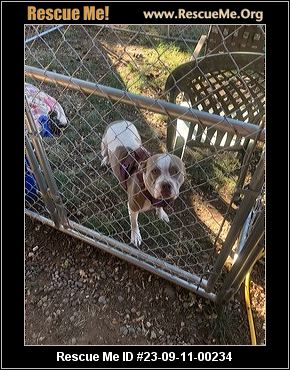 - California Pit Bull Rescue - ADOPTIONS - Rescue Me!