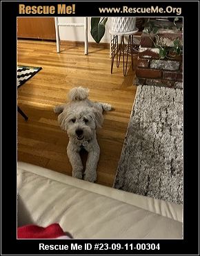 - California Poodle Rescue - ADOPTIONS - Rescue Me!