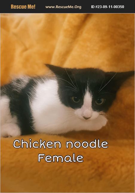 ADOPT 23091100350 ~ Domestic Cat Rescue ~ Tacoma, WA
