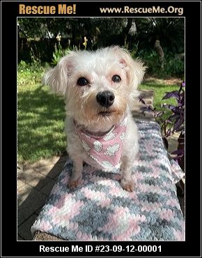 - Florida Maltese Rescue - ADOPTIONS - Rescue Me!