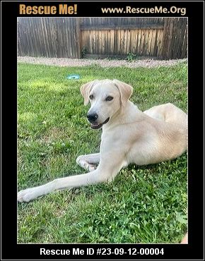 - Colorado Great Pyrenees Rescue - ADOPTIONS - Rescue Me!