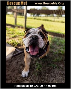 - Florida Bulldog Rescue - ADOPTIONS - Rescue Me!