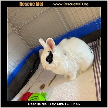 - Virginia Rabbit Rescue - ADOPTIONS - Rescue Me!