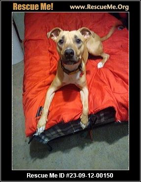 - Florida Black Mouth Cur Rescue - ADOPTIONS - Rescue Me!
