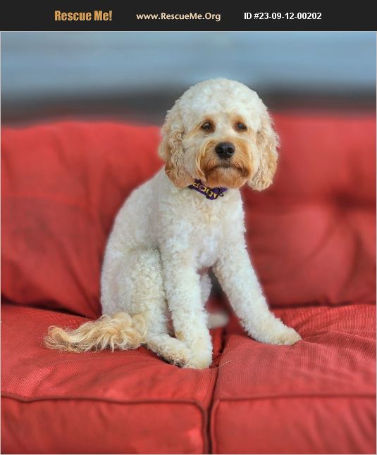 ADOPT 23091200202 ~ Cockapoo Rescue ~ San Pedro, CA