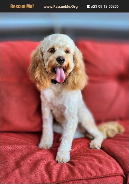 ADOPT 23091200205 ~ Cockapoo Rescue ~ San Pedro, CA