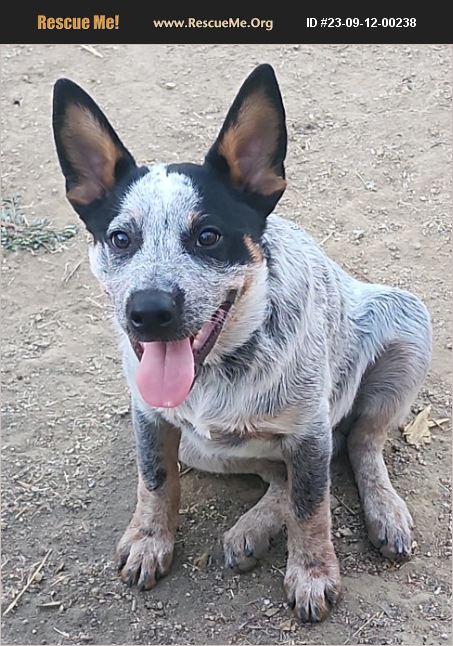 ADOPT 23091200238 ~ Australian Cattle Dog Rescue ~ Menifee, CA