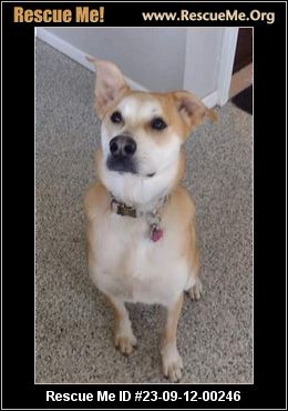 - Ohio Siberian Husky Rescue - ADOPTIONS - Rescue Me!