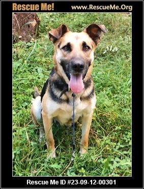 - New Jersey Dog Rescue - ADOPTIONS - Rescue Me!