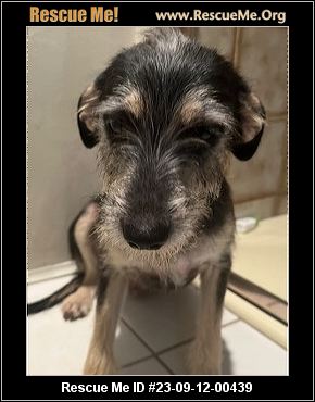 - California Border Terrier Rescue - ADOPTIONS - Rescue Me!