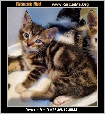 - Florida Cat Rescue - ADOPTIONS - Rescue Me!